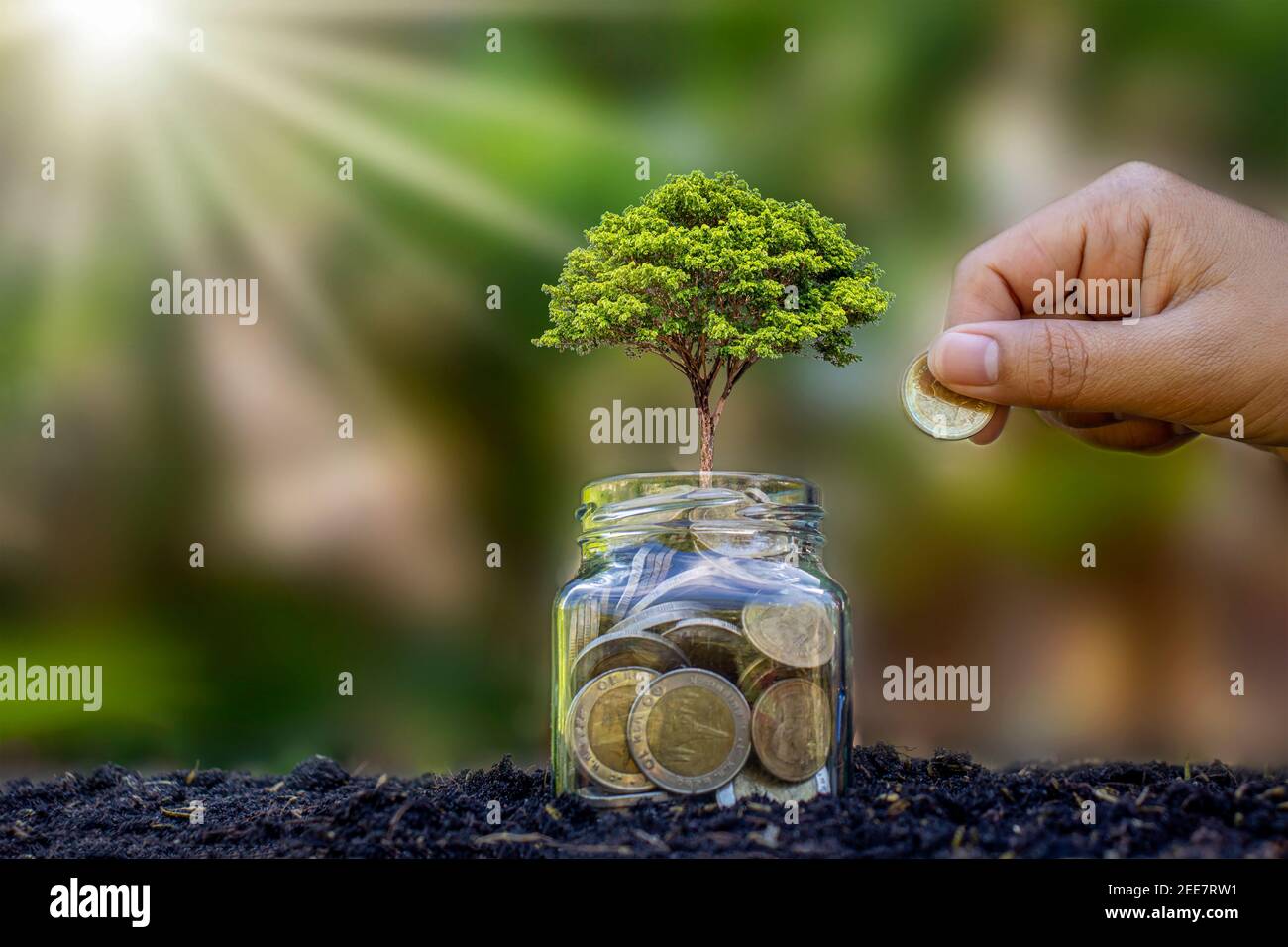 Money plants hi-res stock photography and images - Alamy