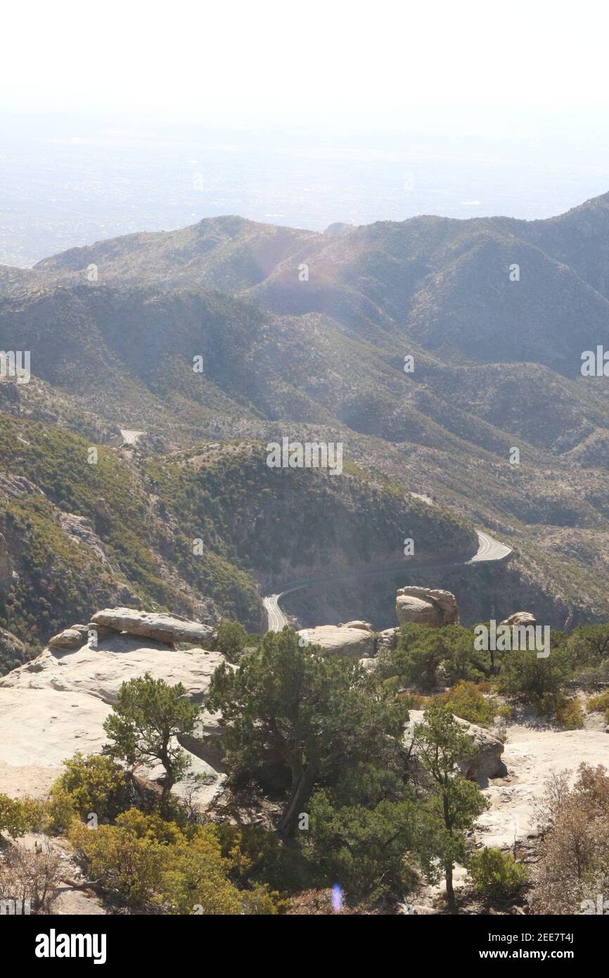 Desert forest hi-res stock photography and images - Alamy