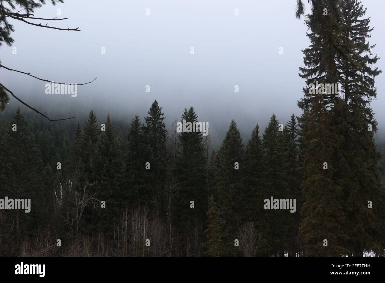 Coniferus forest hi-res stock photography and images - Alamy