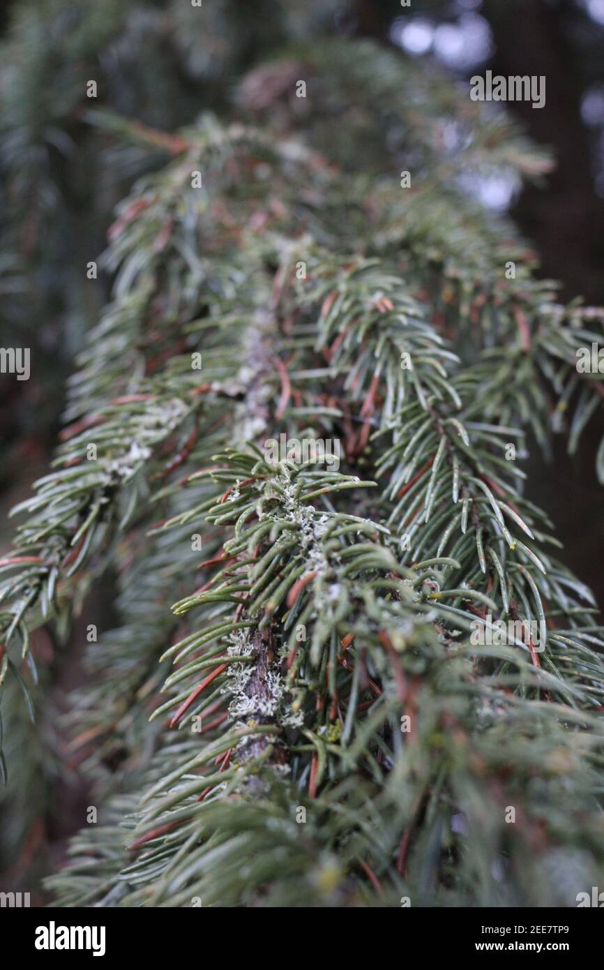 Bows of trees hi-res stock photography and images - Alamy