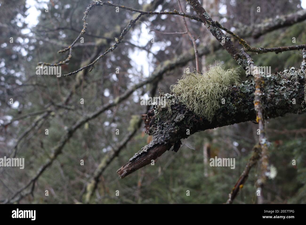 Moss on a branch Stock Photo - Alamy