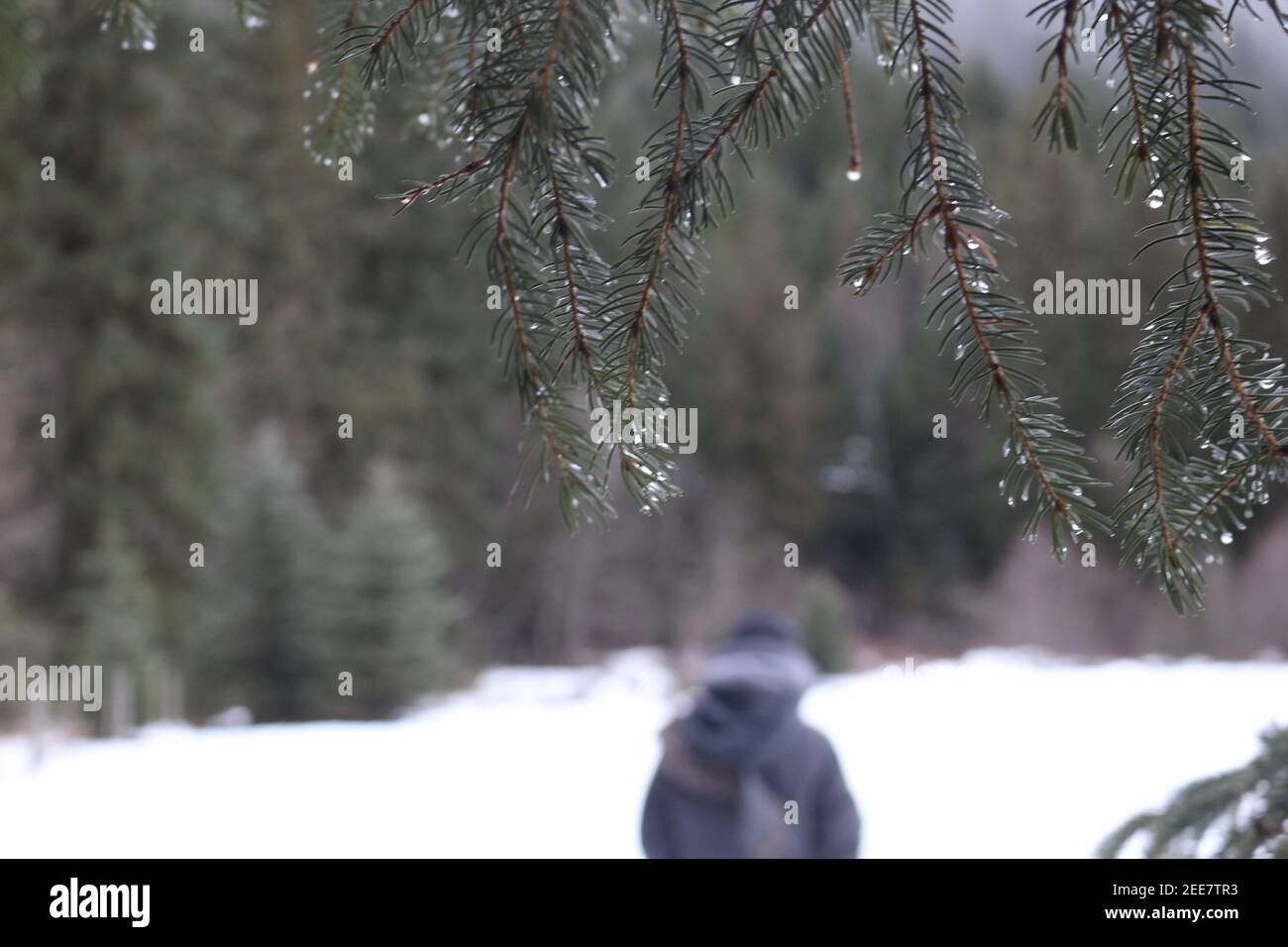 Dew drops in a pine tree Stock Photo - Alamy
