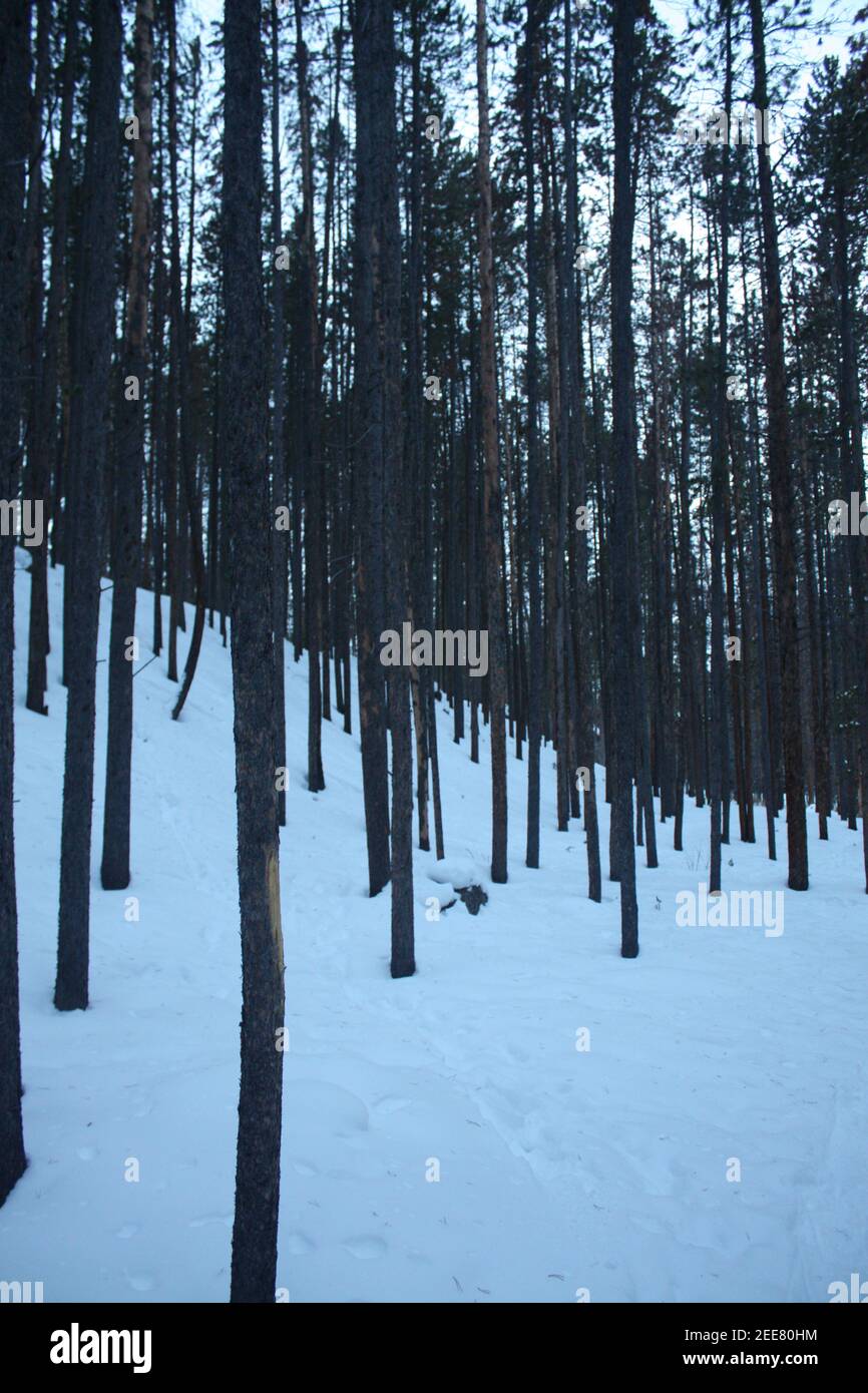 tee pee of sticks Stock Photo - Alamy
