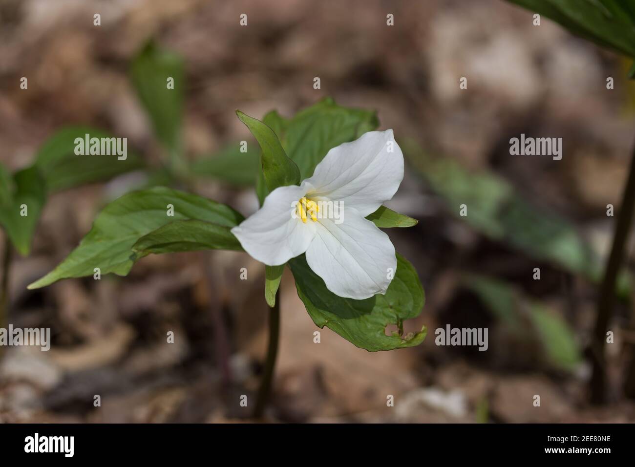 Full bloom in the forest hi-res stock photography and images - Alamy