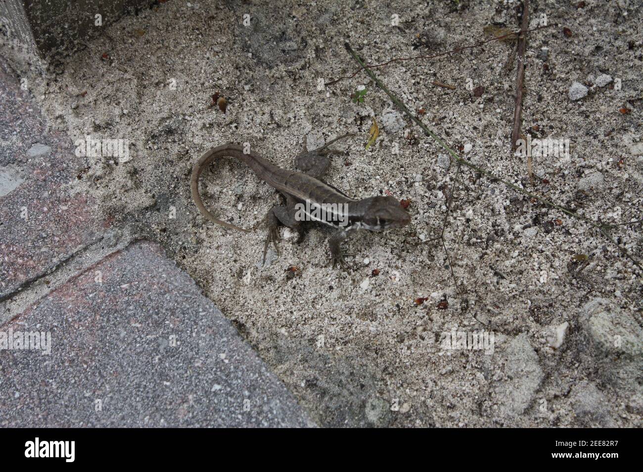 Lizard island beach hi-res stock photography and images - Alamy