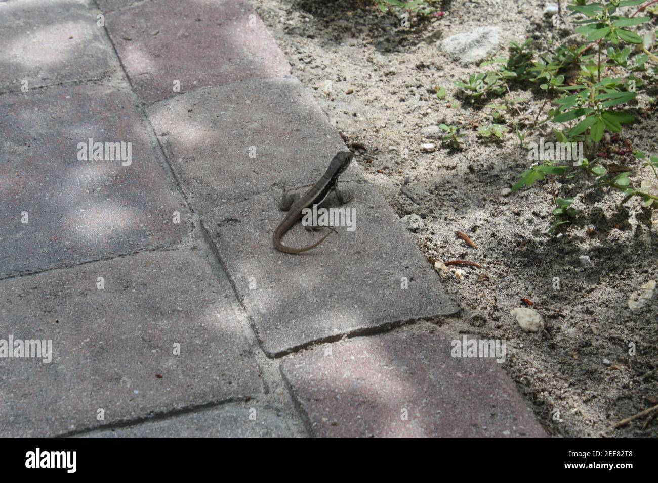 Beach lizard hi-res stock photography and images - Alamy