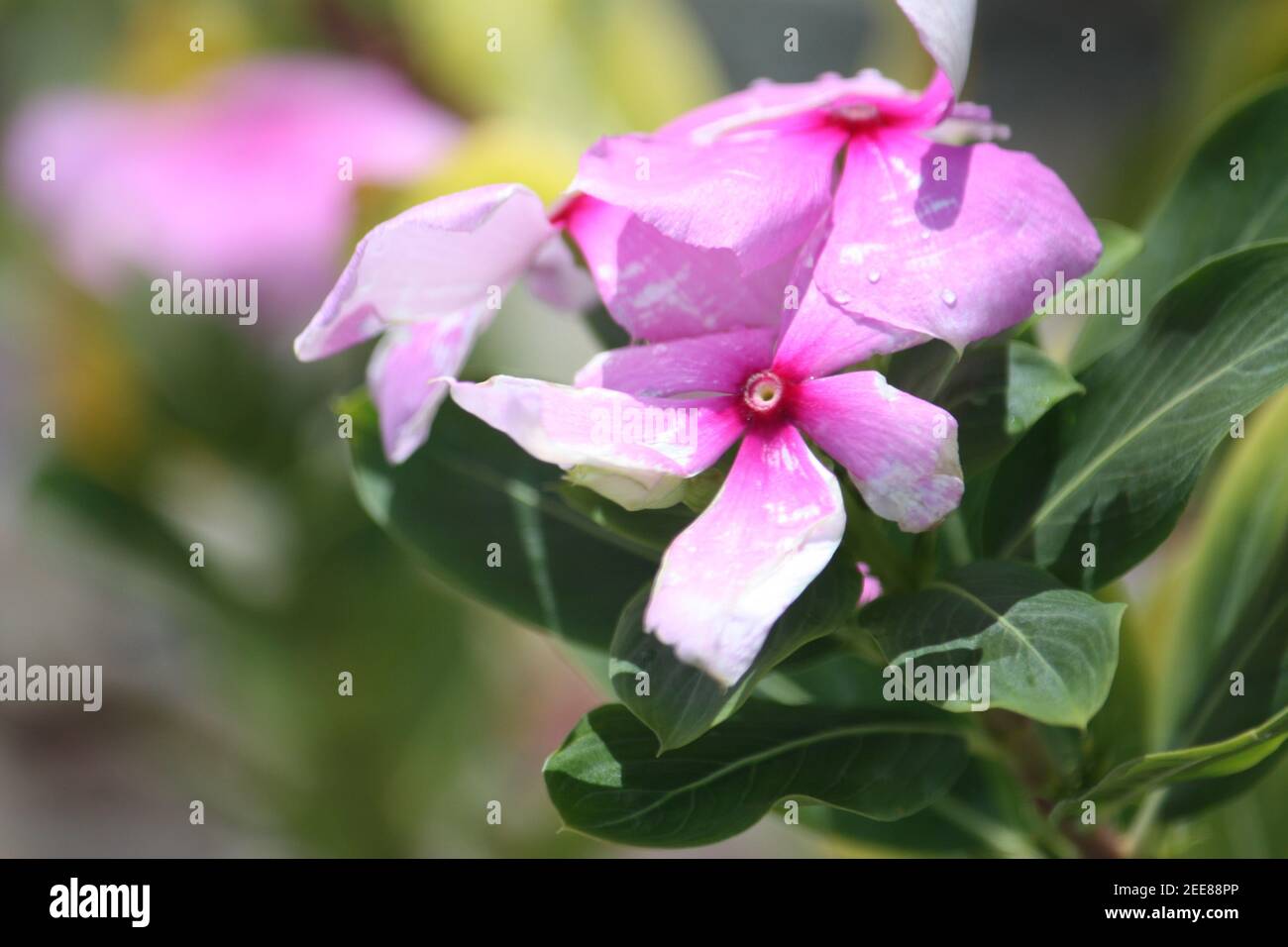 Island of flowers hi-res stock photography and images - Alamy