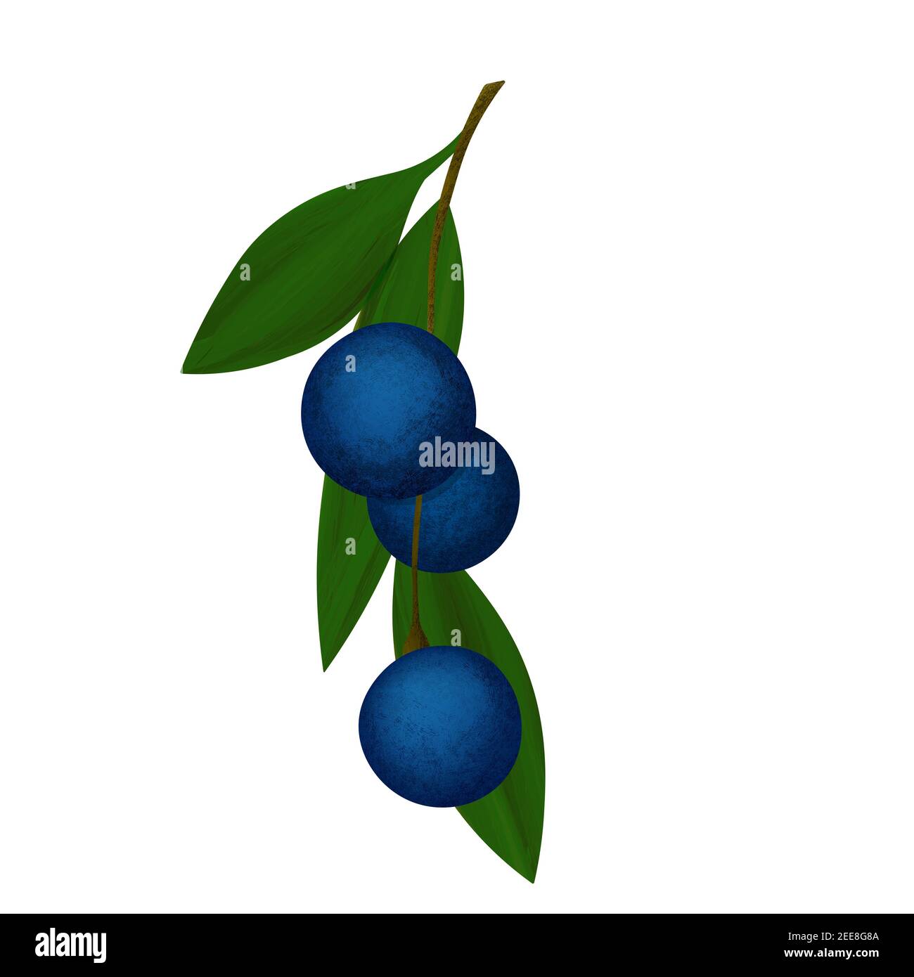 Plums on white background. Natural fresh ripe tasty berry. Template ...