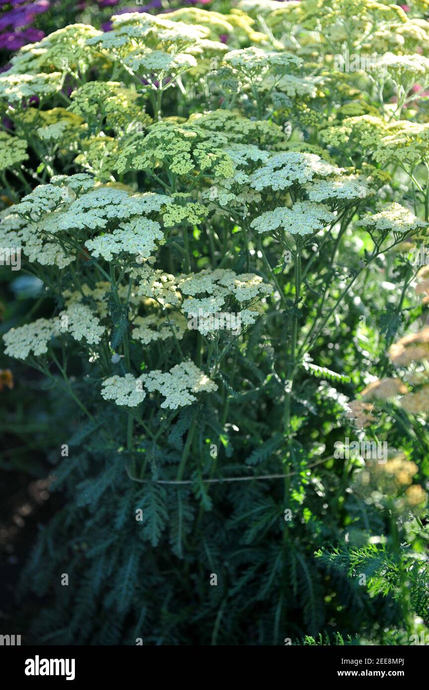 Yarrow (Achillea) Anthea flowers in a garden in July Stock Photo - Alamy