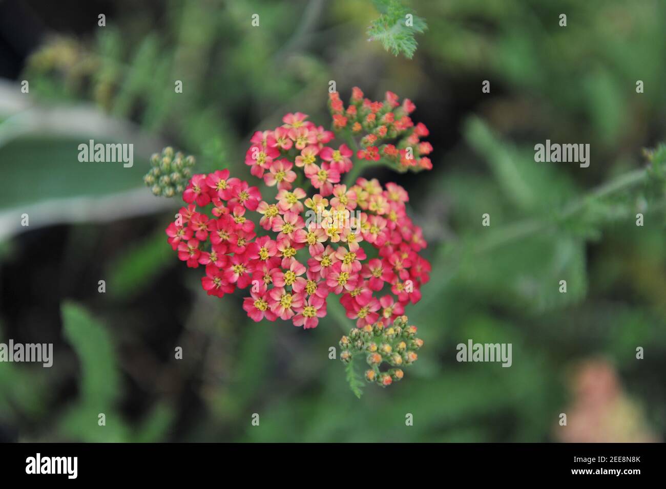 Yarrow (Achillea millefolium) Paprika flowers in a garden in September ...