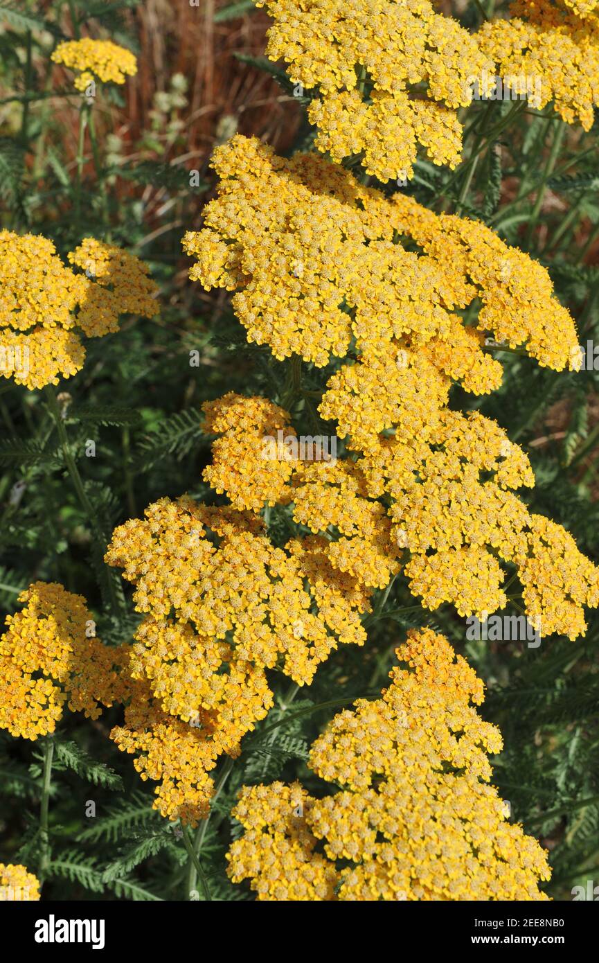 Achillea millefolium orange hi-res stock photography and images - Alamy