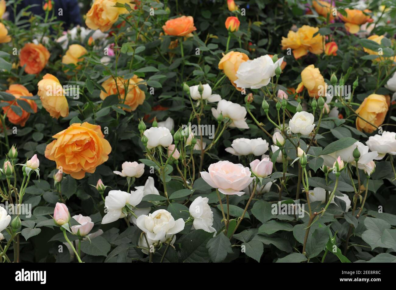 White with apricot shades shrub English rose (Rosa) Desdemona bloom on ...