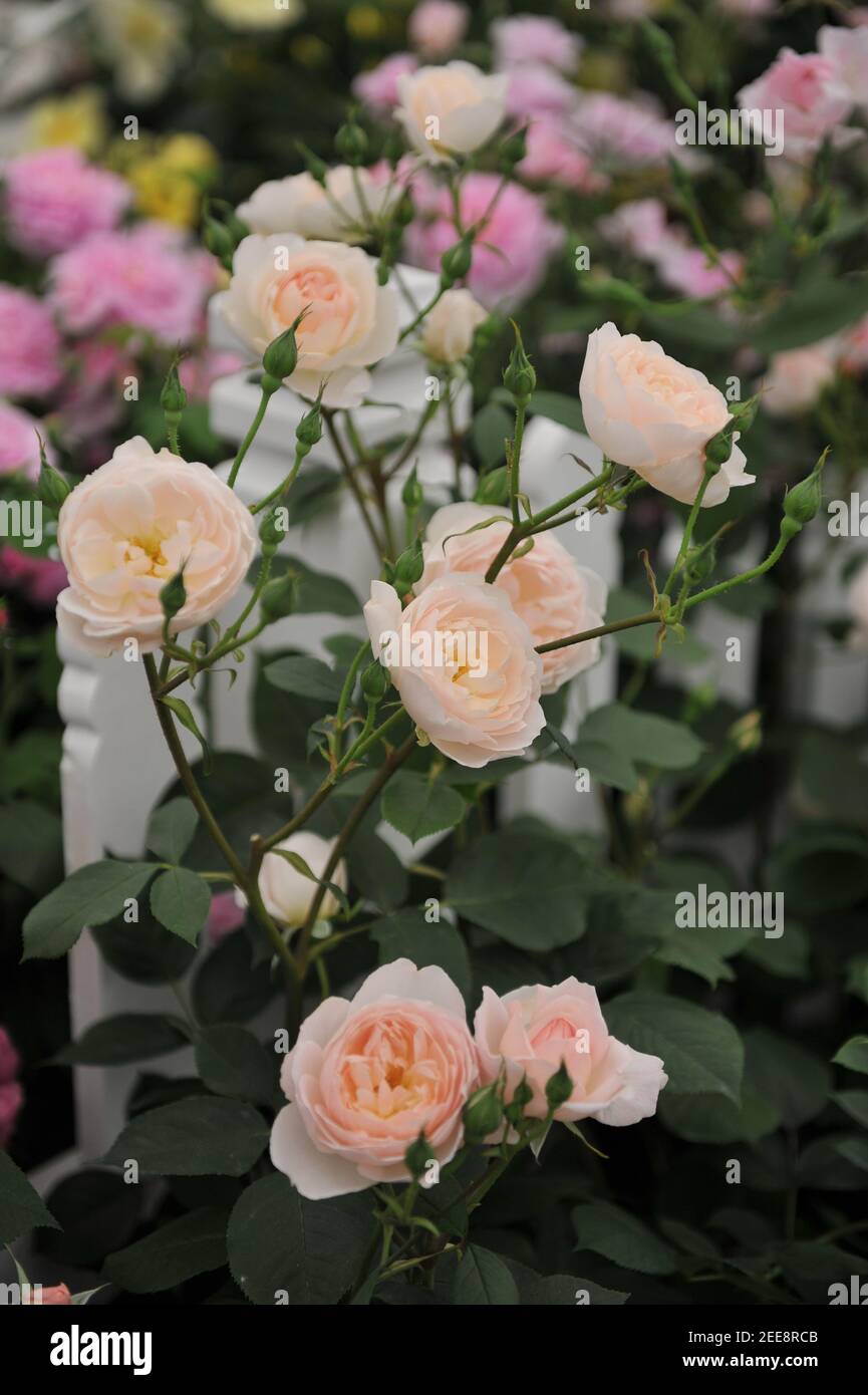 Apricot roses hi-res stock photography and images - Alamy