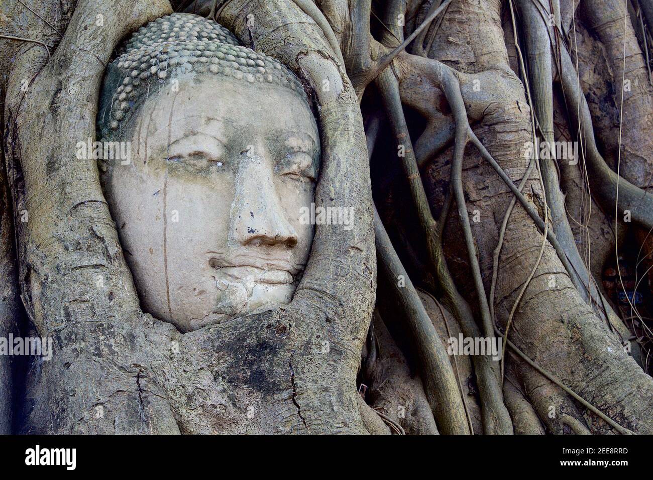 UNESCO world Heritage site - Buddha's head in tree roots, Wat Mahathat ...