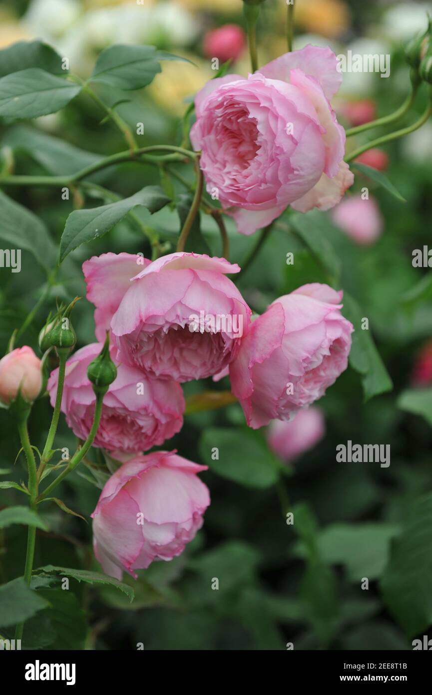 Pink shrub English rose (Rosa) The Mill On The Floss blooms on an ...