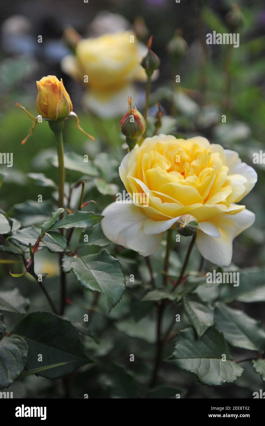 Yellow shrub English rose (Rosa) The Poet's Wife blooms in a garden ...