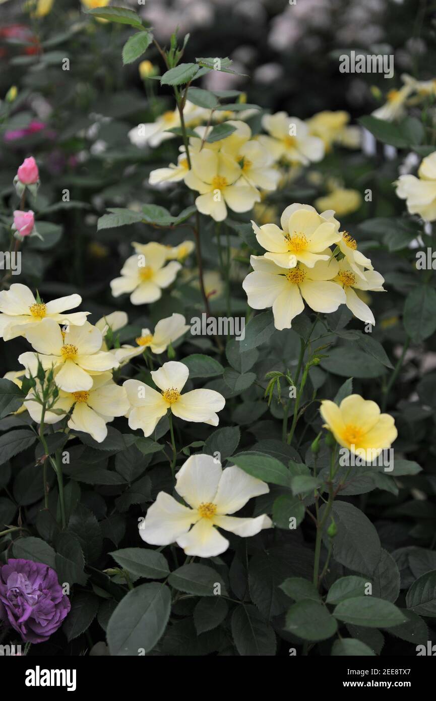 Yellow shrub English rose (Rosa) Tottering-By-Gently blooms on an ...