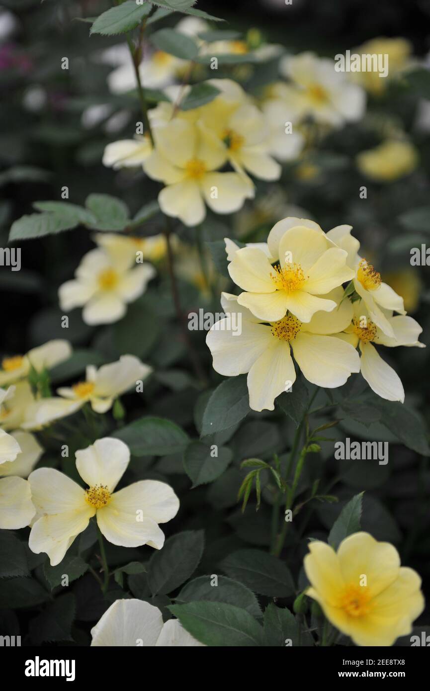 Yellow shrub English rose (Rosa) Tottering-By-Gently blooms on an ...