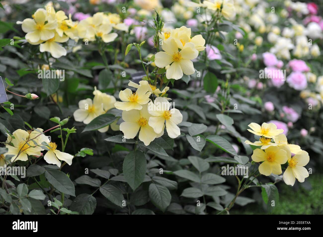 Yellow shrub English rose (Rosa) Tottering-By-Gently blooms on an ...
