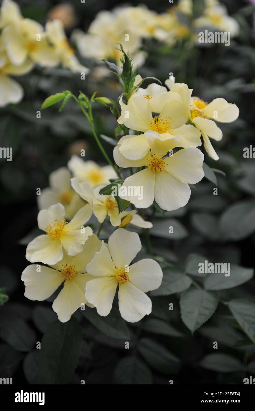 Yellow shrub English rose (Rosa) Tottering-By-Gently blooms on an ...