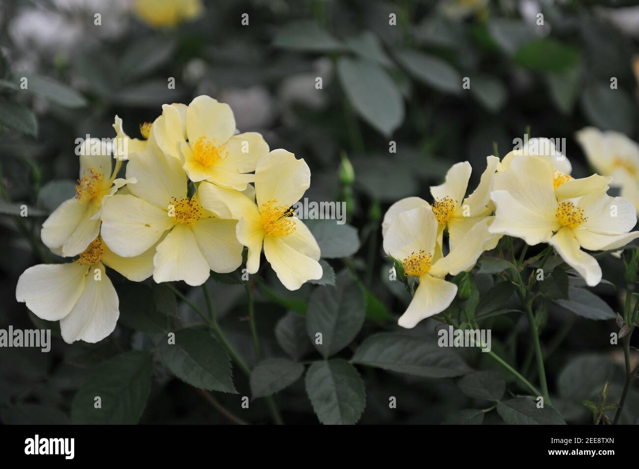 Yellow shrub English rose (Rosa) Tottering-By-Gently blooms on an ...