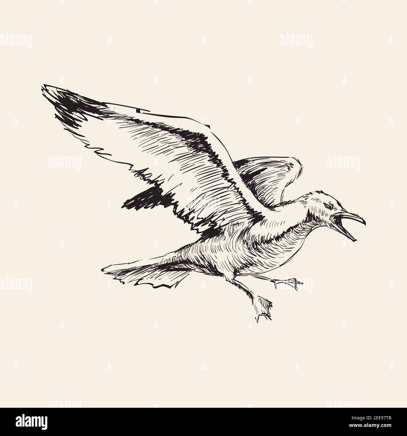 Seabird drawing hi-res stock photography and images - Alamy