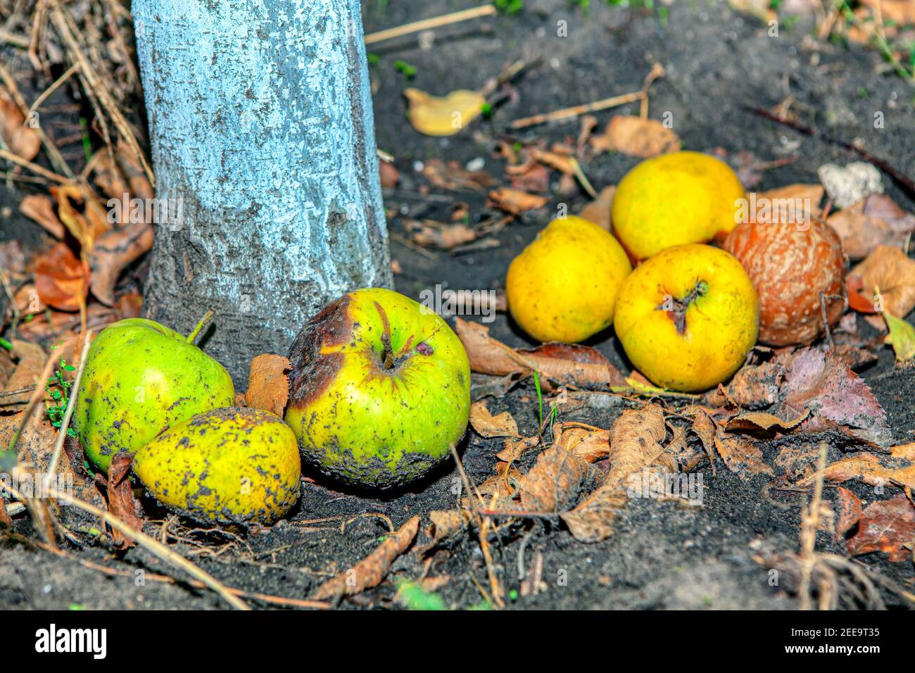 Fallen apples on the ground . Autumn garden scenery Stock Photo - Alamy