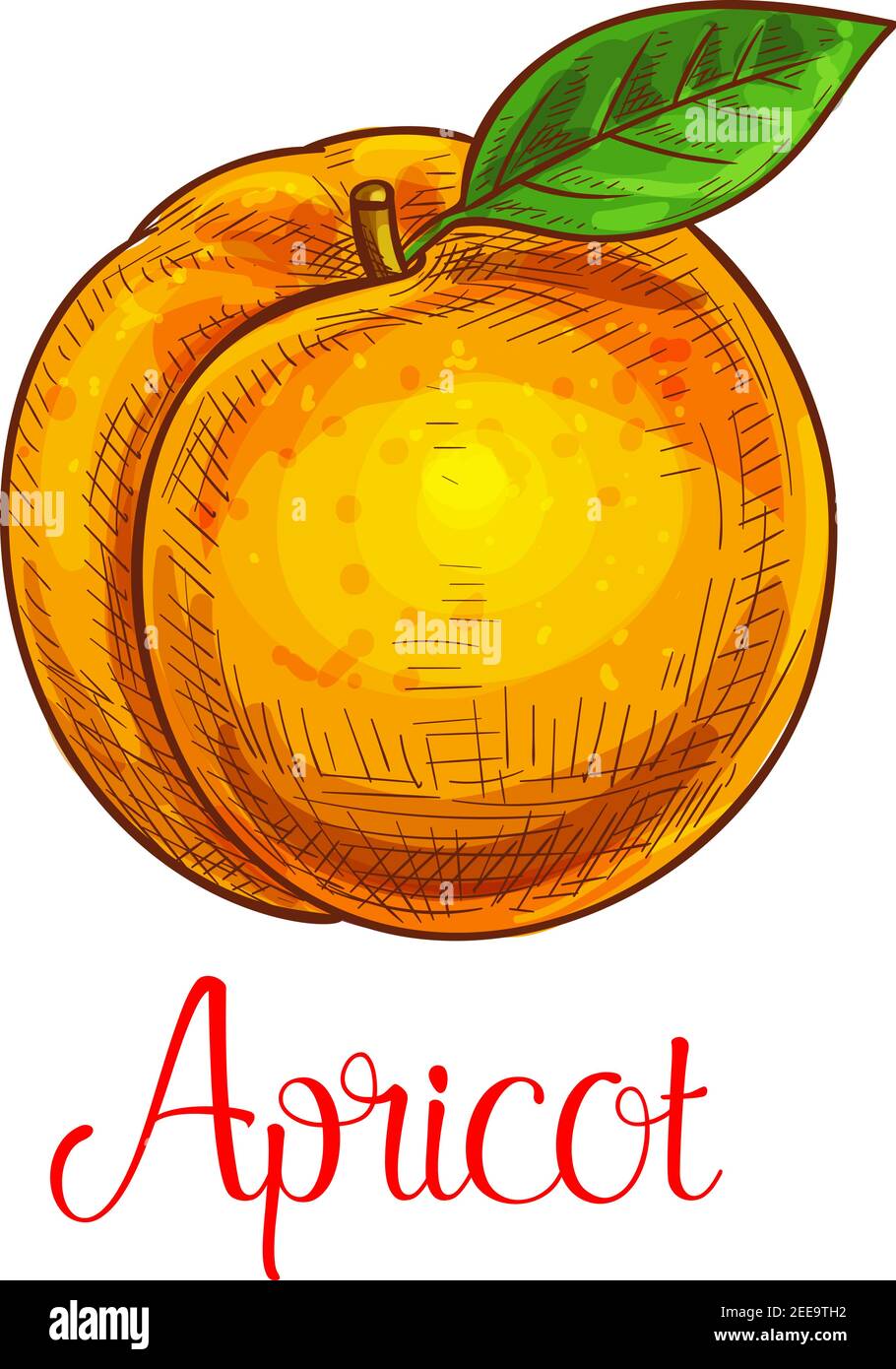 Apricot fruit sketch. Vector isolated icon of fresh prune species with ...
