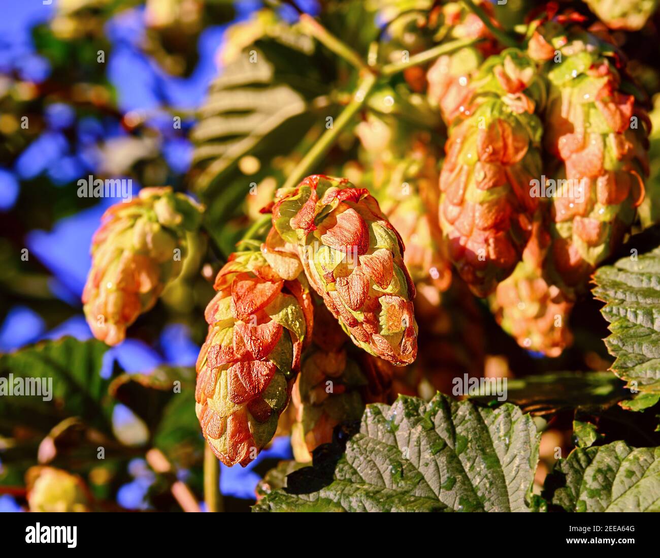 Golden hop hi-res stock photography and images - Alamy