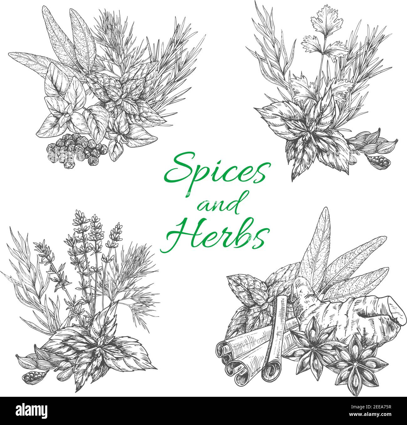 Spices and herbs vector. Sketch seasonings bunch of dill or peppermint ...