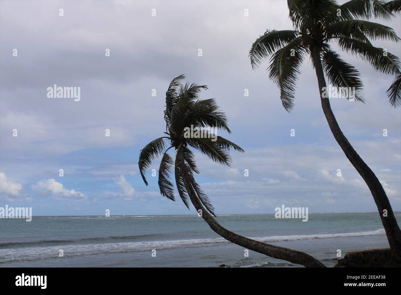 Two sideways palm trees bending toward the Pacific and then up to ...