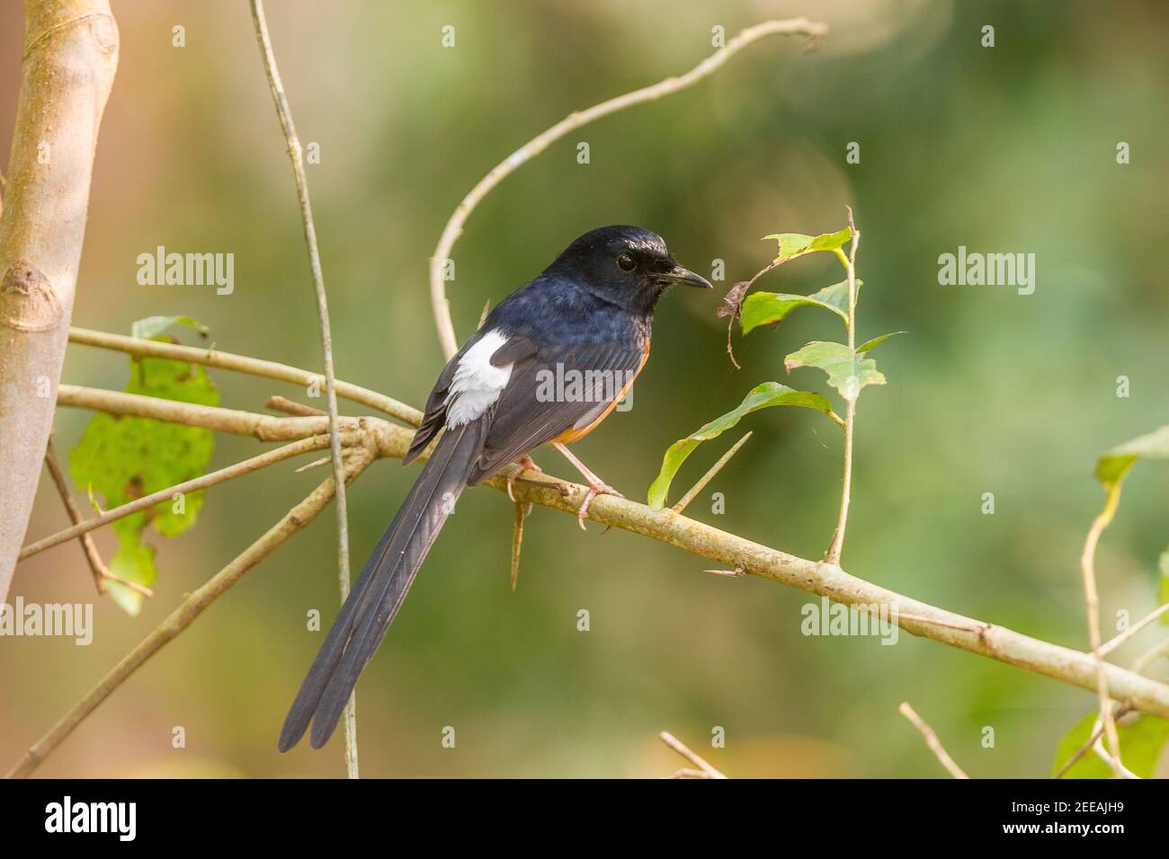 Shama bird hi-res stock photography and images - Alamy