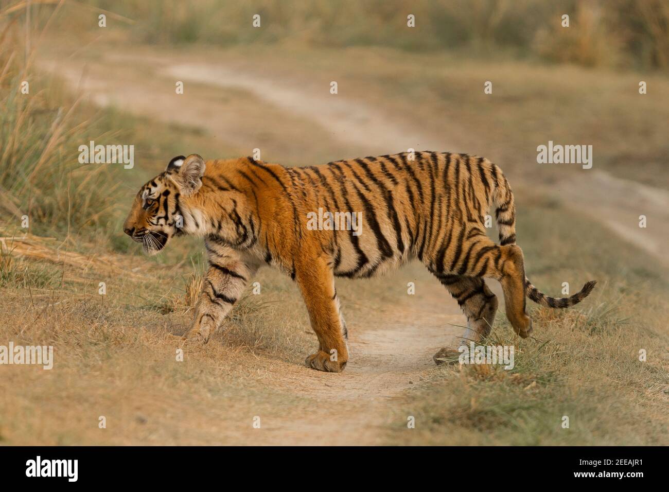 National game of india hi-res stock photography and images - Alamy