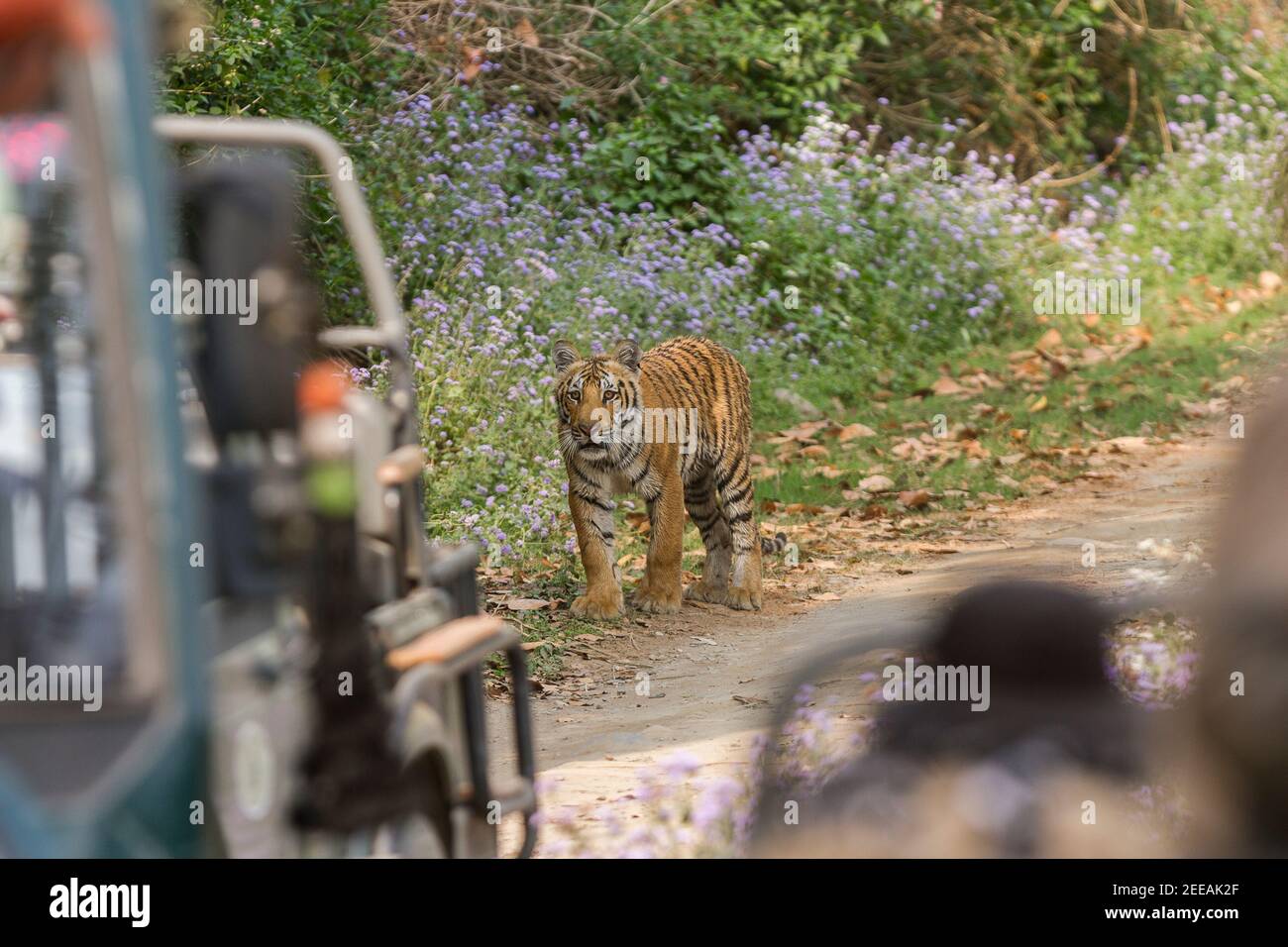 Young male Bengal Tiger cub standing and staring at the safari visitors ...