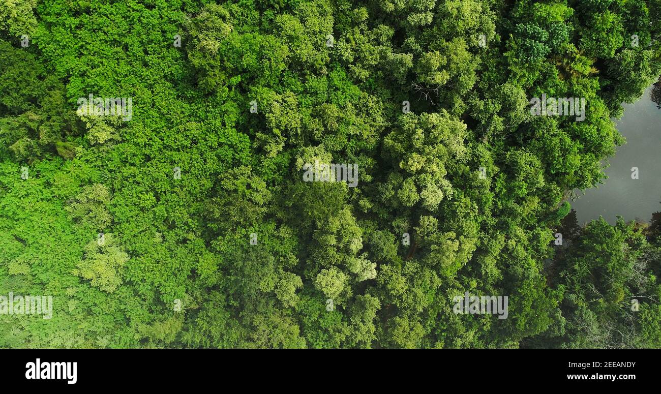 Drone jungle hi-res stock photography and images - Alamy