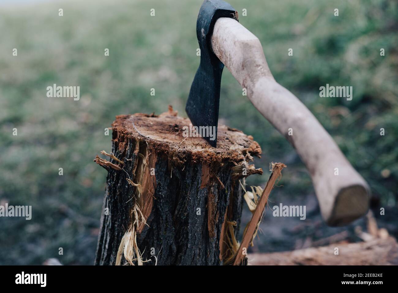 ax sticks out in the tree stump chopping firewood harvesting Stock ...