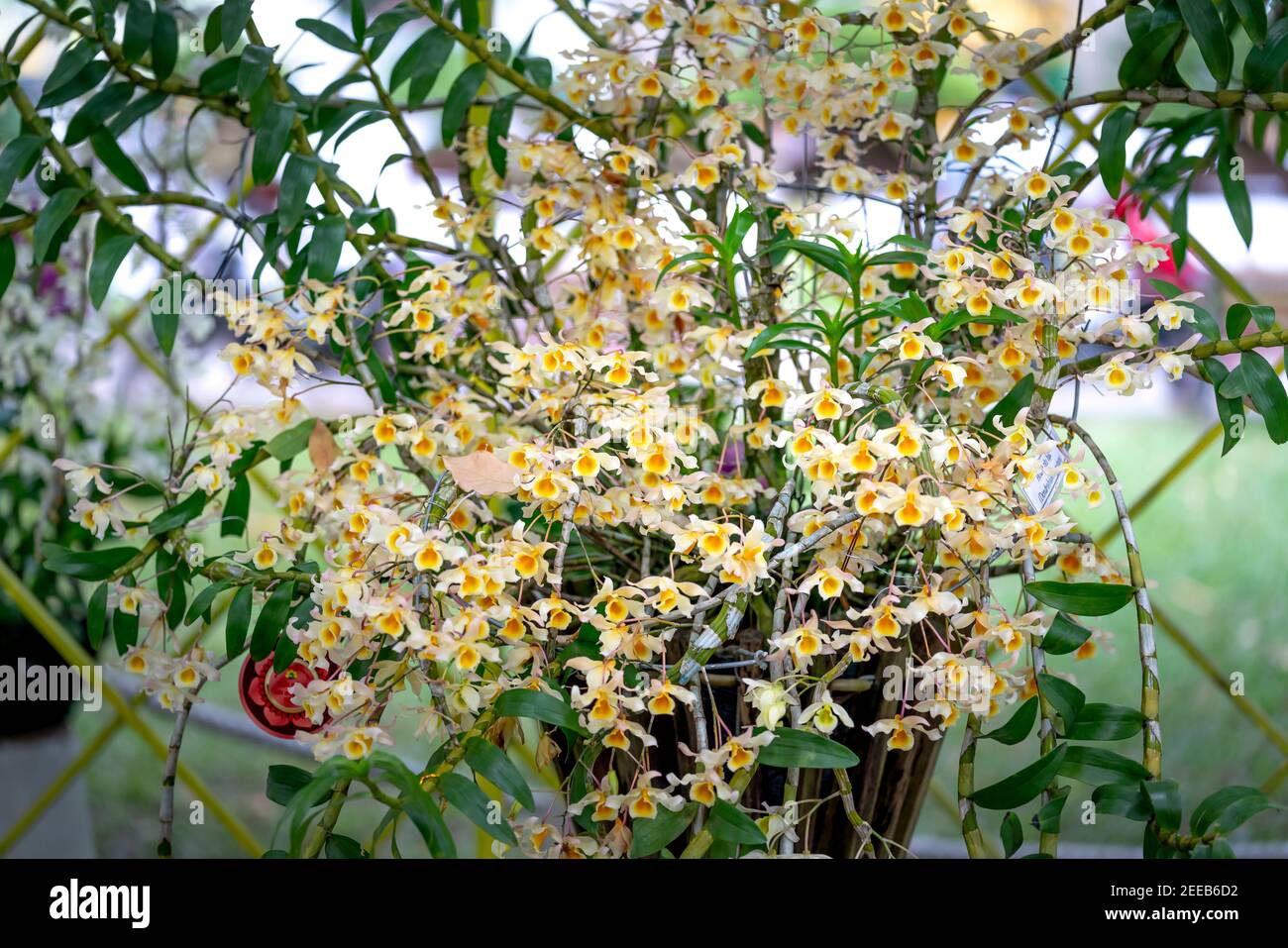 Amazing beauty of tropical rainforest orchids. Dendrobium Primulinum ...