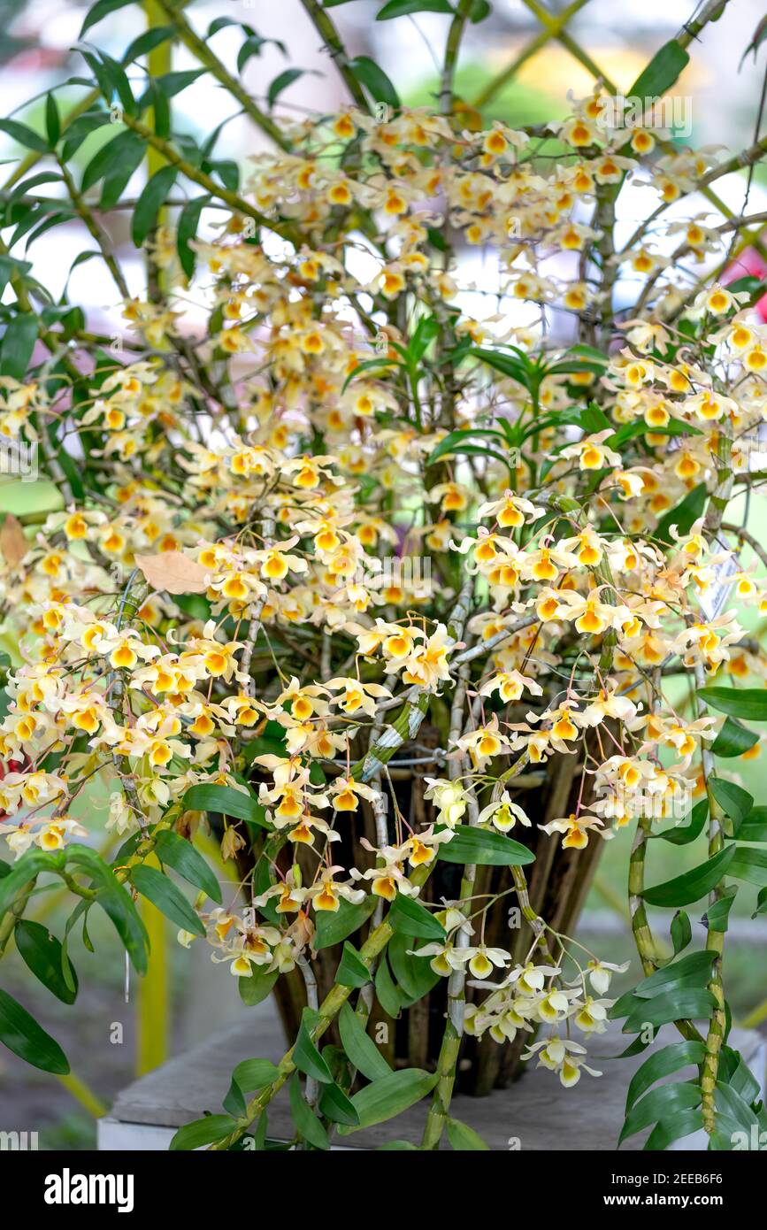 Amazing beauty of tropical rainforest orchids. Dendrobium Primulinum ...