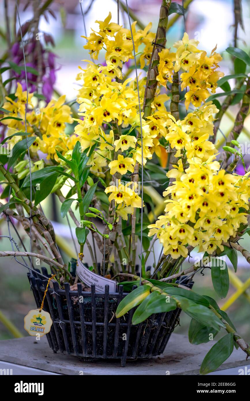 Amazing beauty of tropical rainforest orchids. Dendrobium Primulinum ...