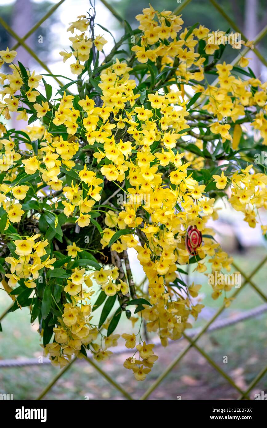 Amazing beauty of tropical rainforest orchids. Dendrobium Primulinum ...