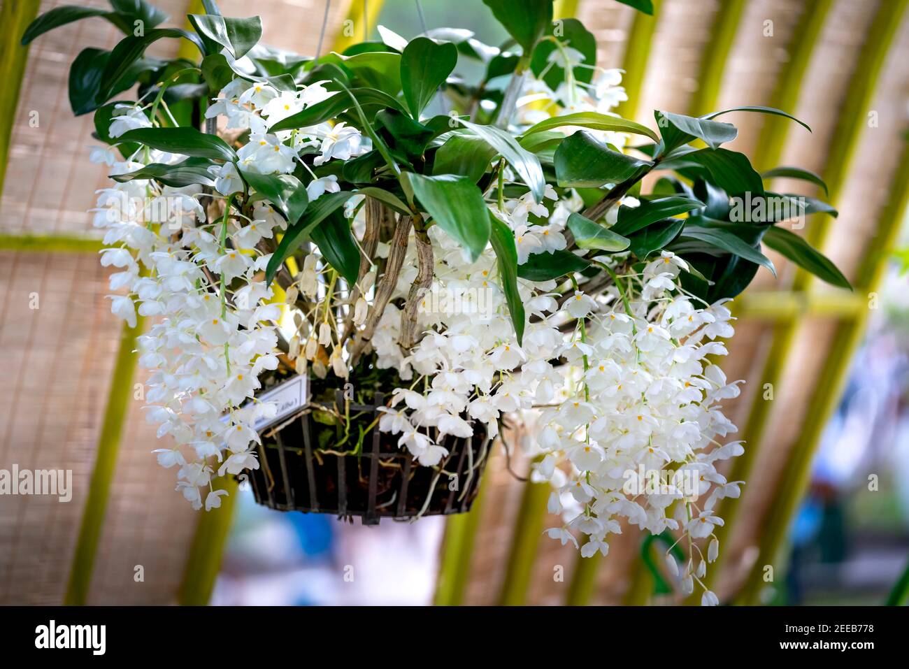 Amazing beauty of tropical rainforest orchids. Dendrobium Primulinum ...