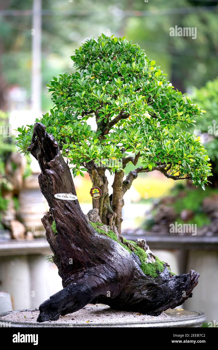 HCM City, Vietnam - February 14, 2021: Bonsai pots displayed at a ...