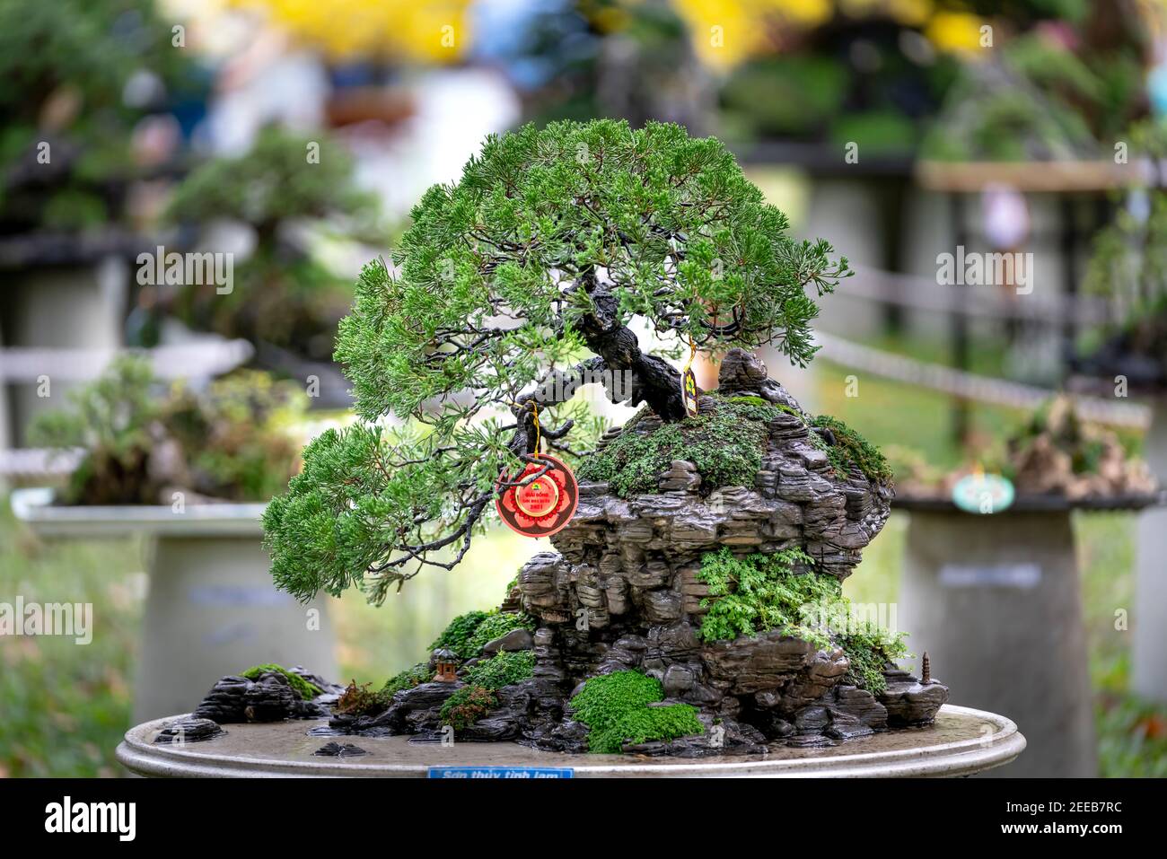 HCM City, Vietnam - February 14, 2021: Bonsai pots displayed at a ...