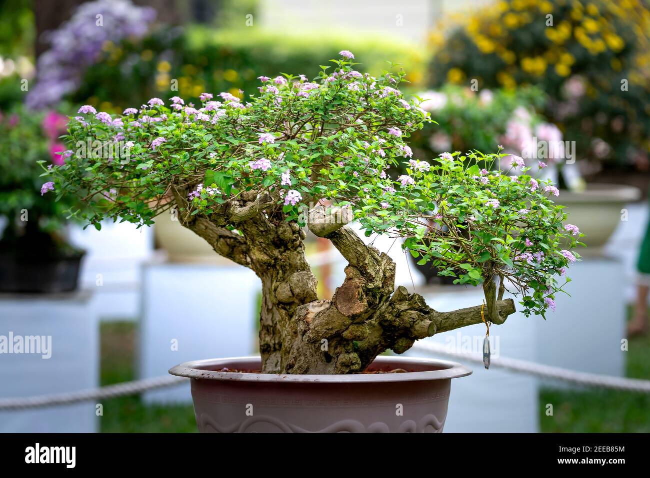HCM City, Vietnam - February 14, 2021: Bonsai pots displayed at a ...