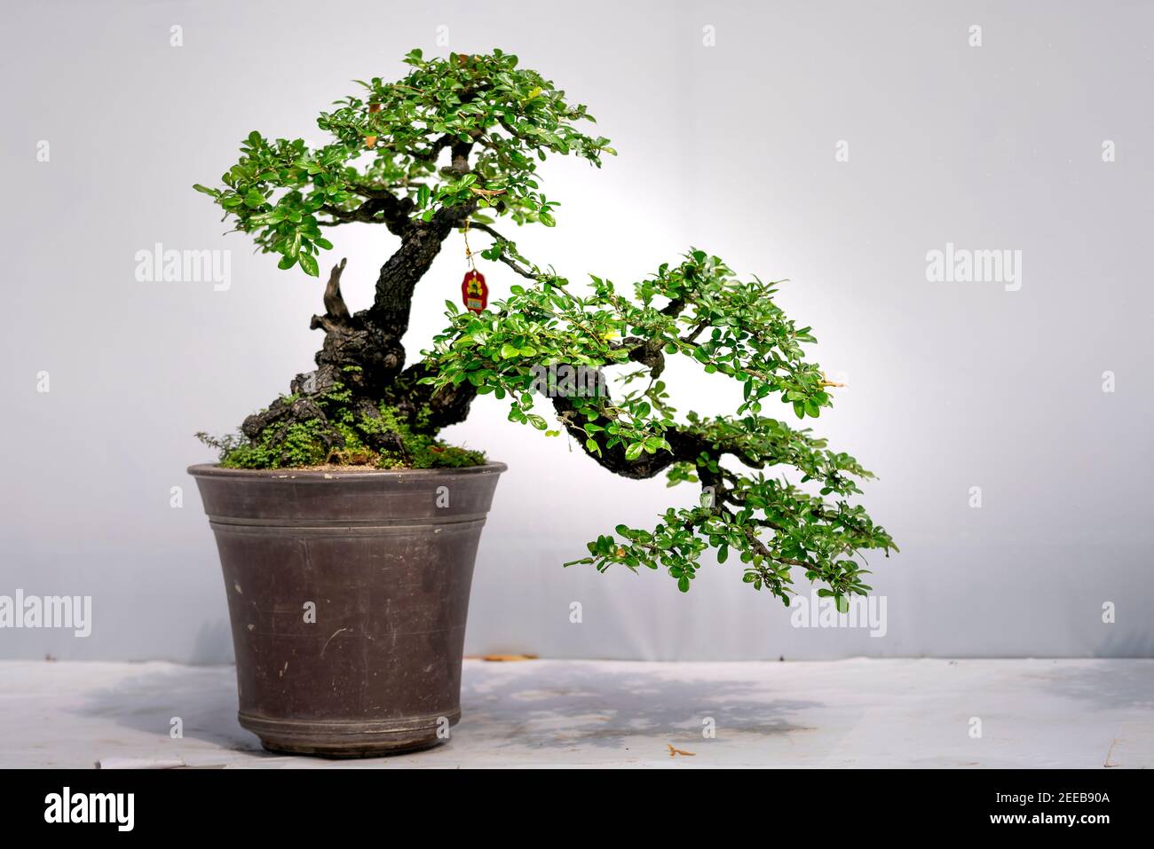 HCM City, Vietnam - February 14, 2021: Bonsai pots displayed at a ...