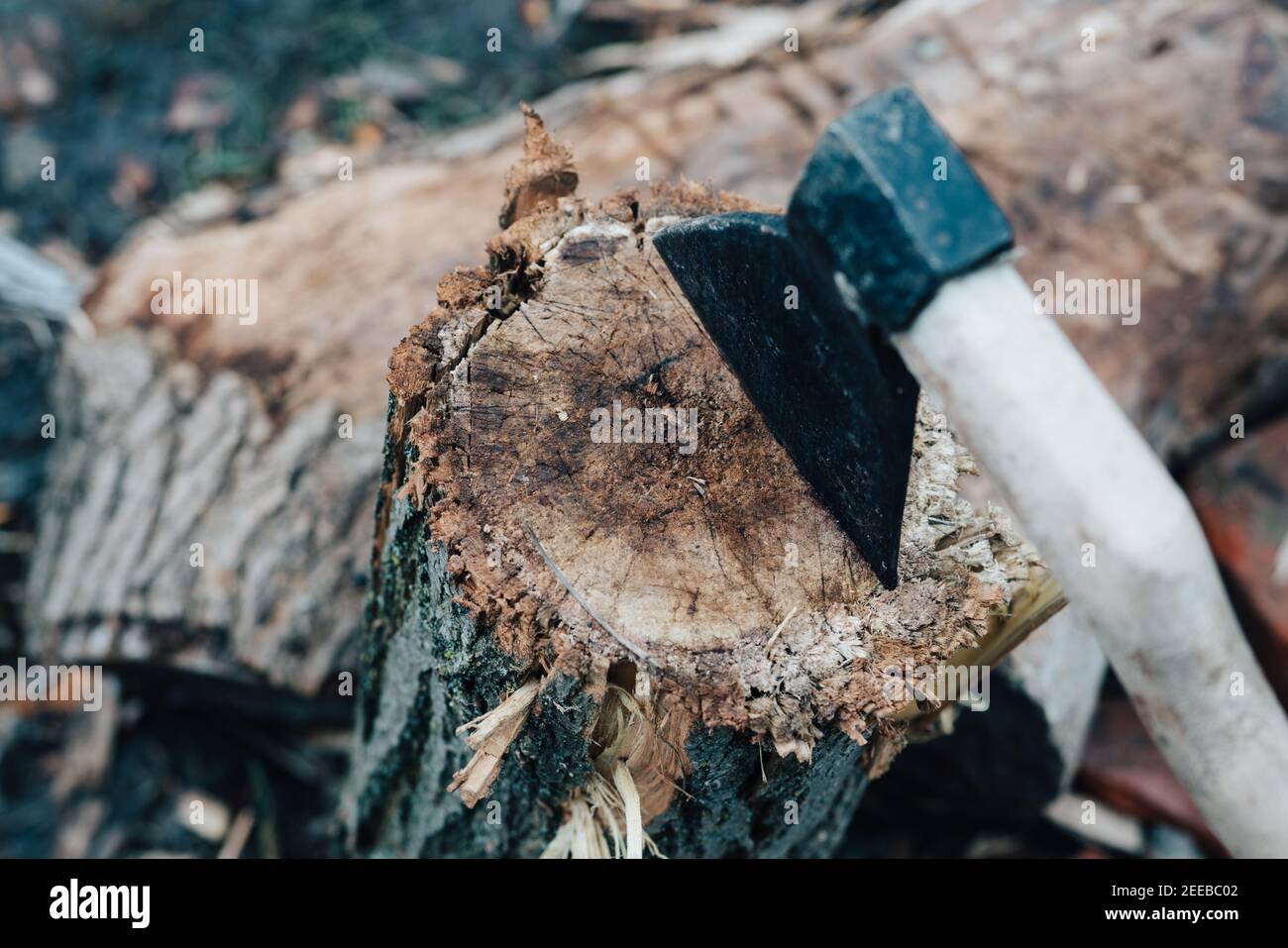 ax sticks out in the tree stump chopping firewood harvesting Stock ...