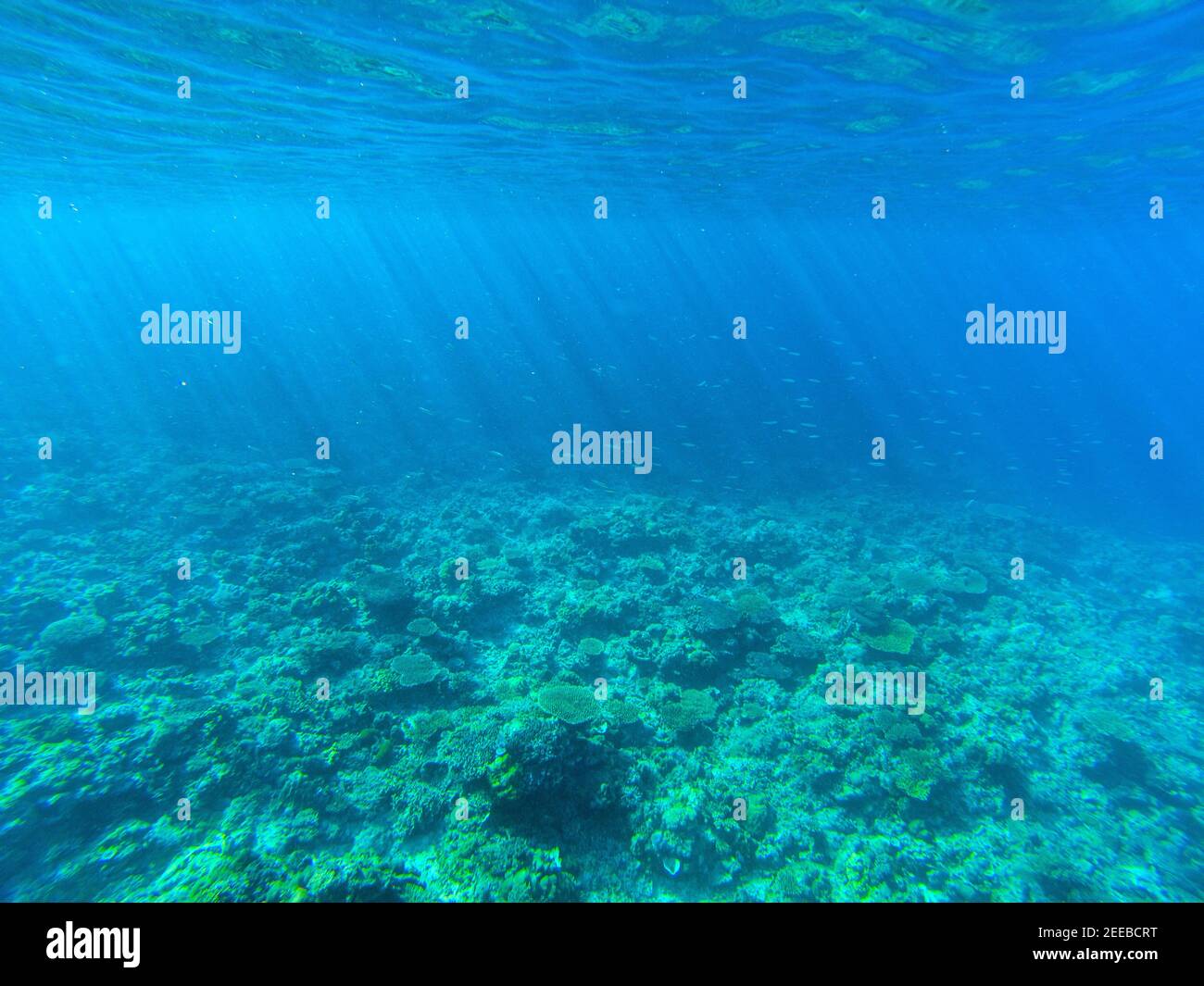 Tropical sea water landscape with coral reef and small fishes. Shallow ...