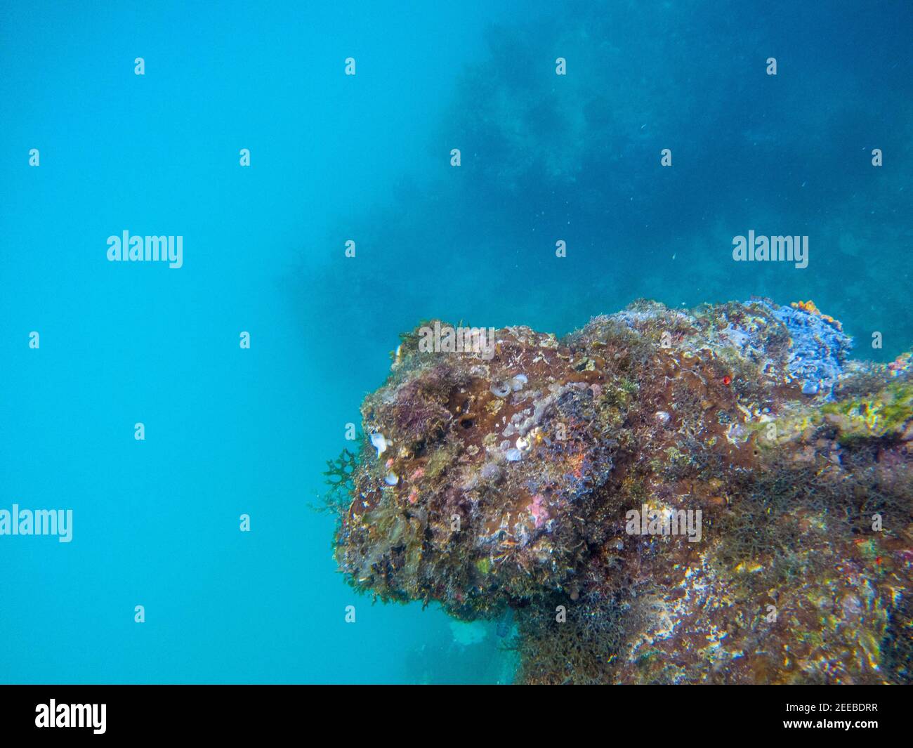 Underwater landscape with coral wall and deep blue sea water. Seaweeds ...