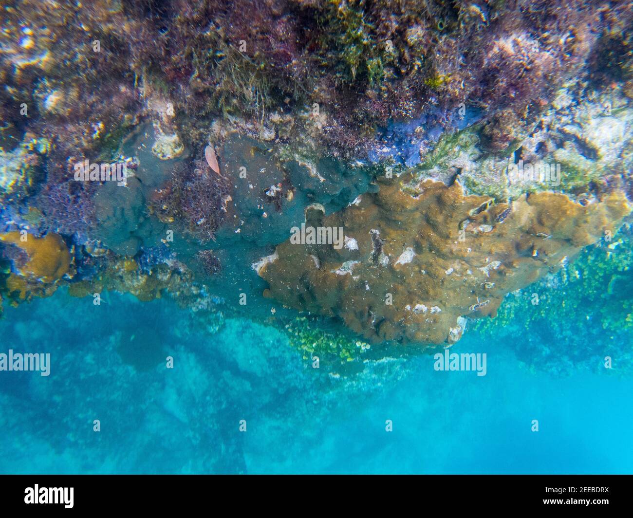 Underwater landscape with coral wall and deep blue sea water. Diverse ...