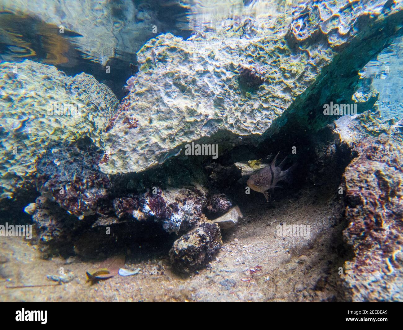 Underwater landscape with rustic stones and coral fish. Small fish in ...